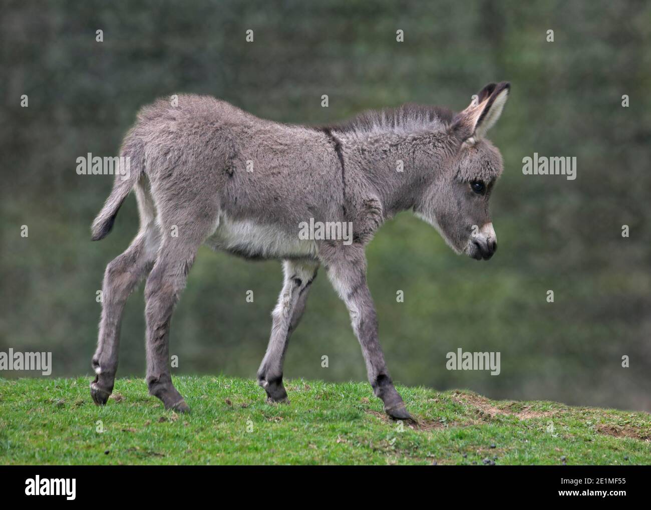 Donkey foal baby hi-res stock photography and images - Alamy