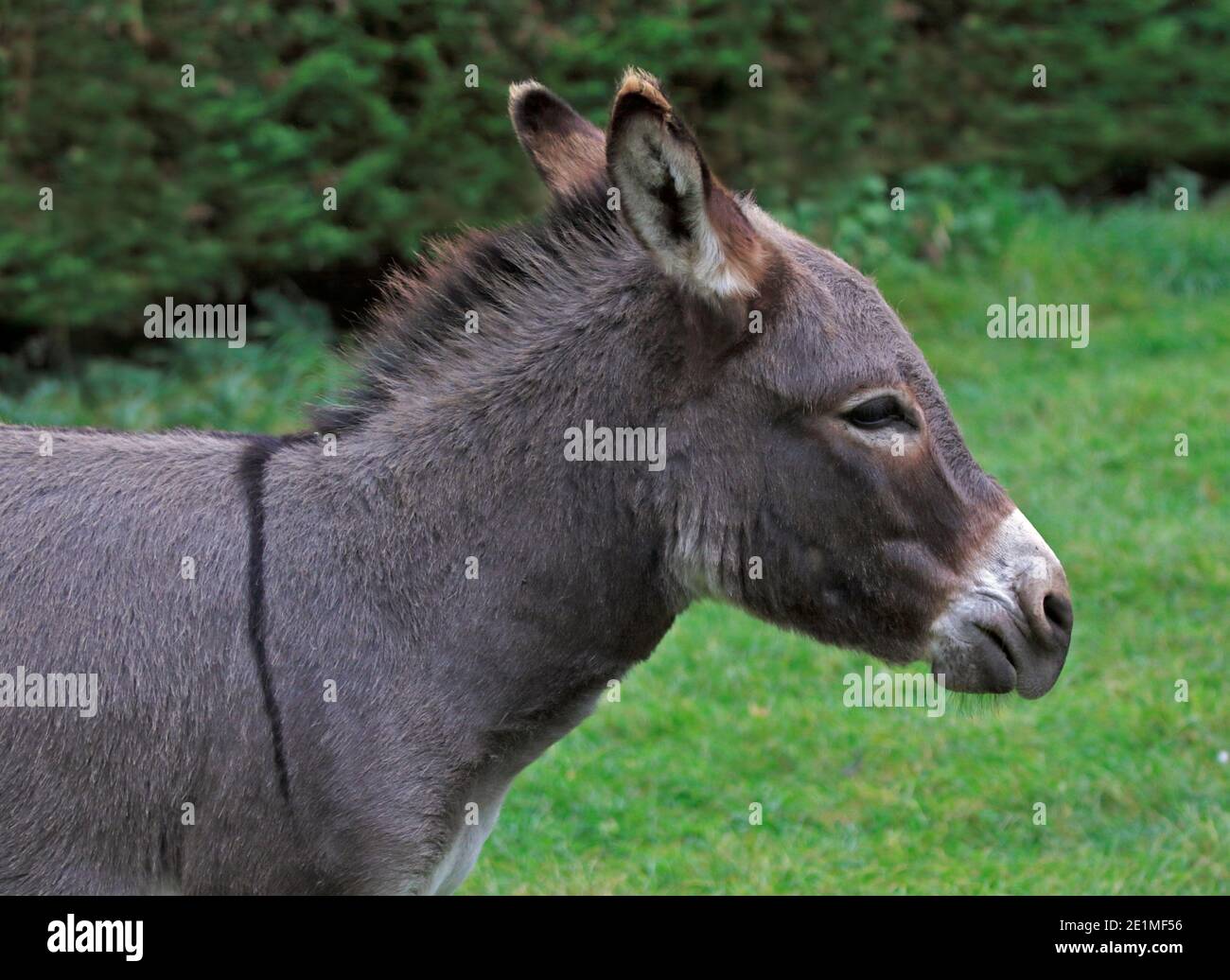 Gray donkey hi-res stock photography and images - Alamy