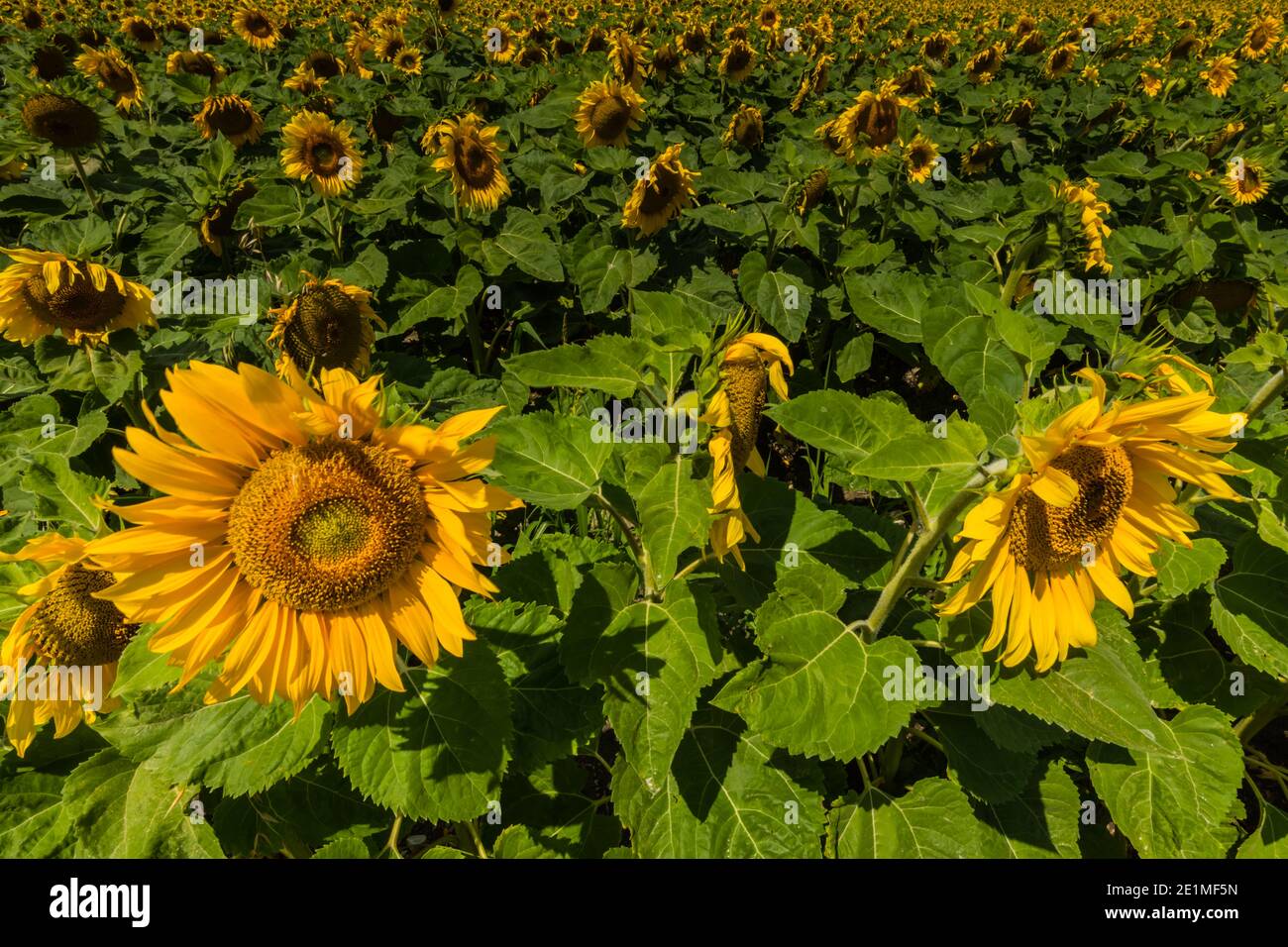 Sunflowers seedling hi-res stock photography and images - Alamy