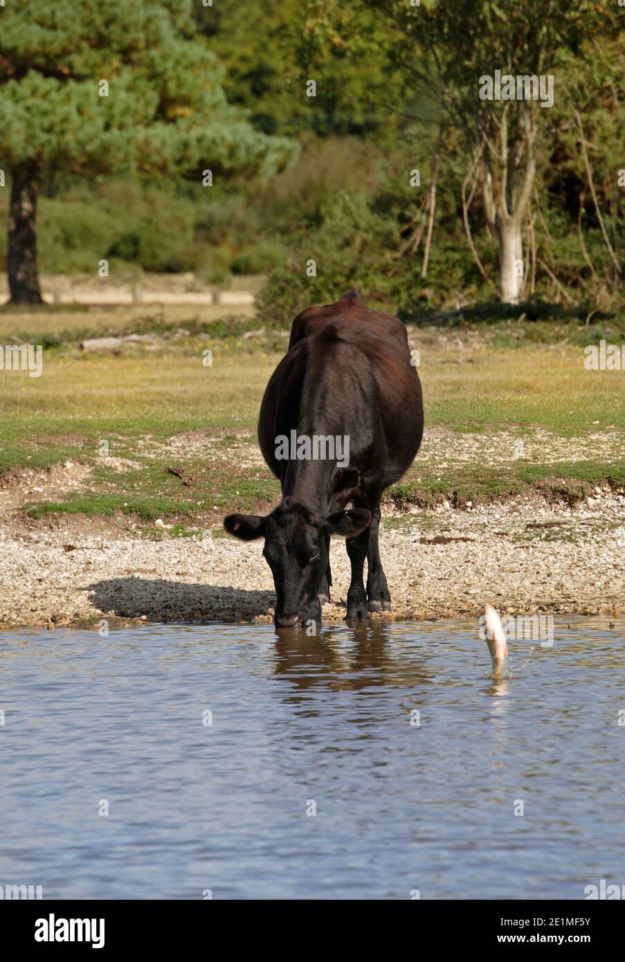 Cow drinking from pool in the New Forest, Hampshire, England Stock ...