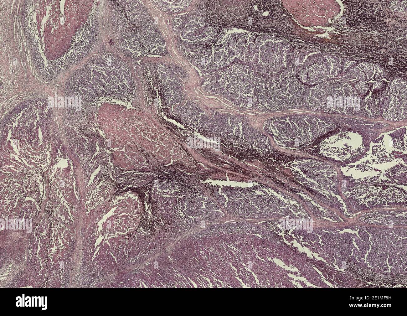 cross section cut of human body cells under a scientific microscope ...