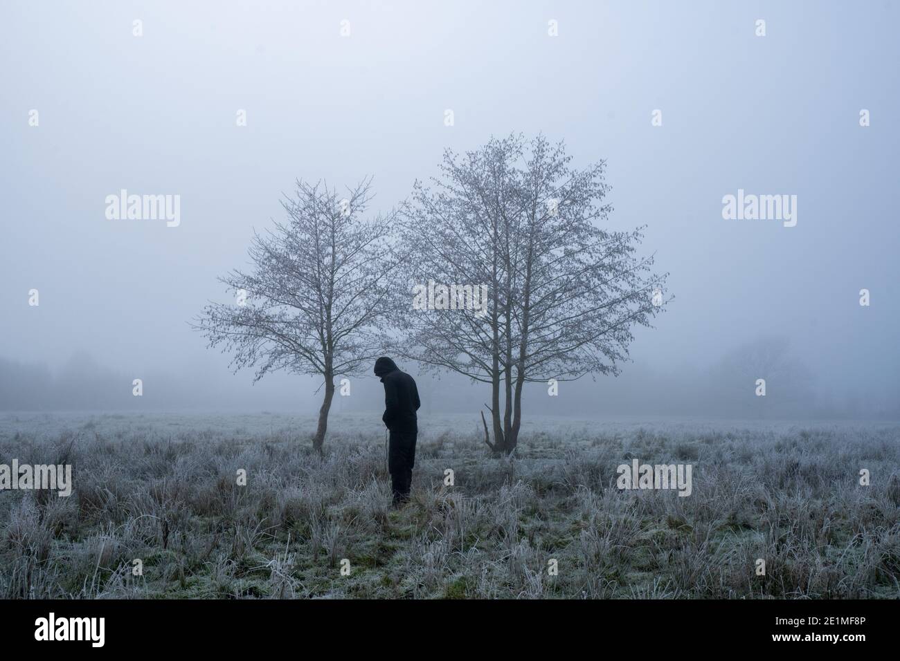 Man standing between two trees hi-res stock photography and images - Alamy