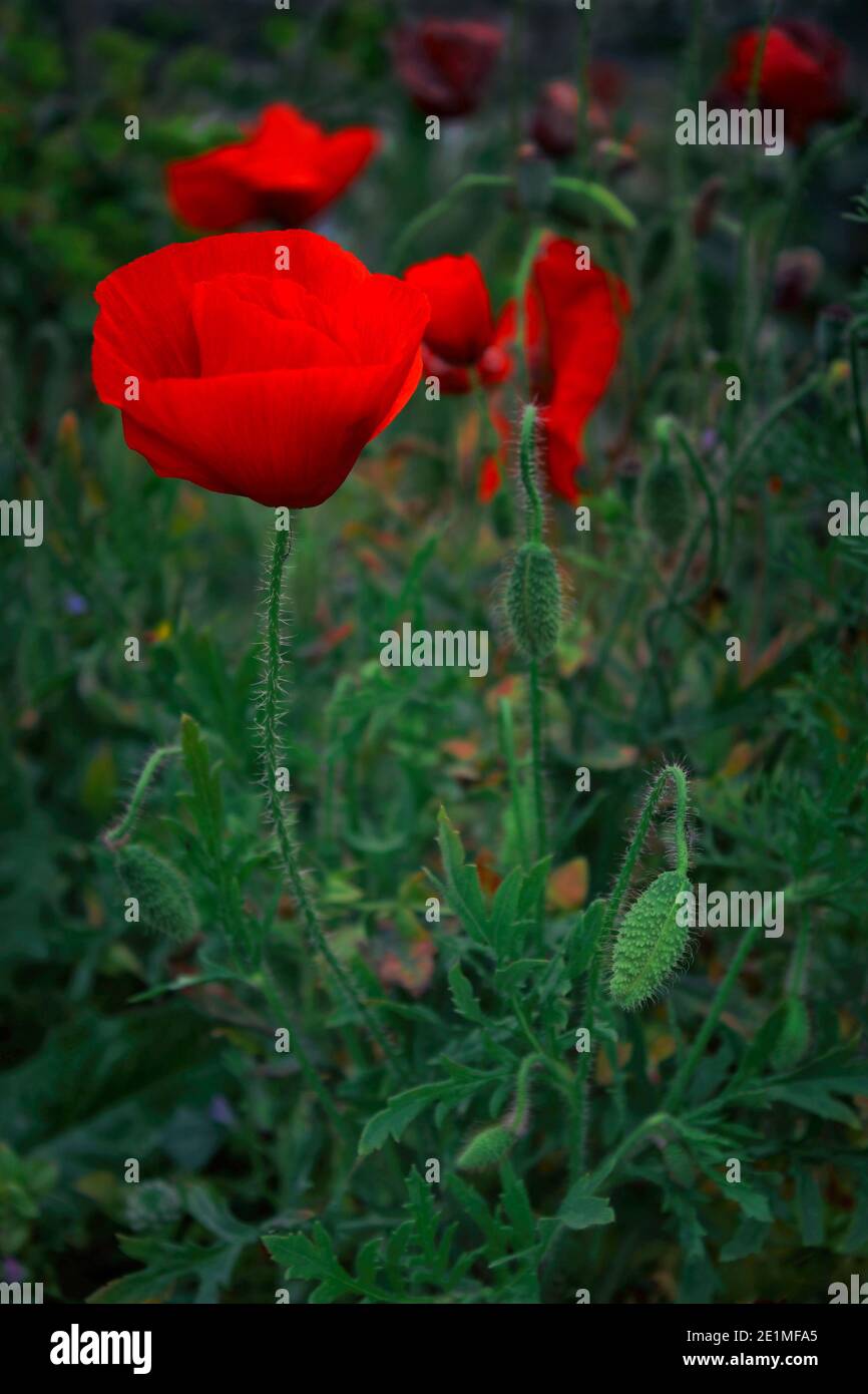 Red poppy on the green of a meadow Stock Photo - Alamy