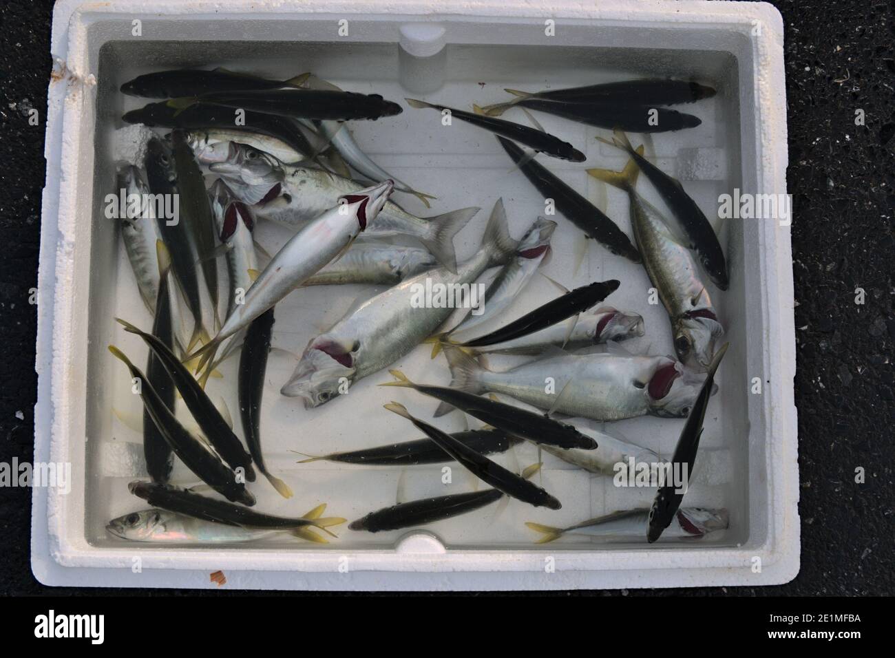 Bluefishes High Resolution Stock Photography and Images - Alamy