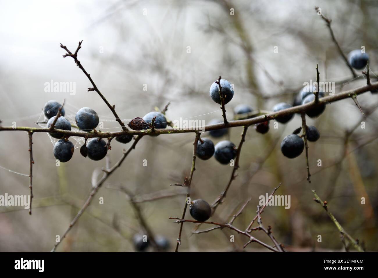Sloe berries winter hi-res stock photography and images - Alamy