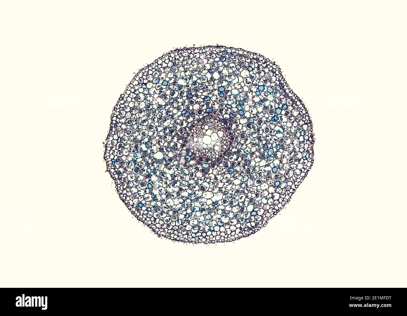 cross section cut under the microscope – microscopic view of plant ...