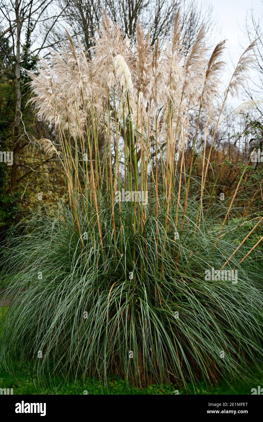 pampas grass ( Cortaderia selloana Stock Photo - Alamy