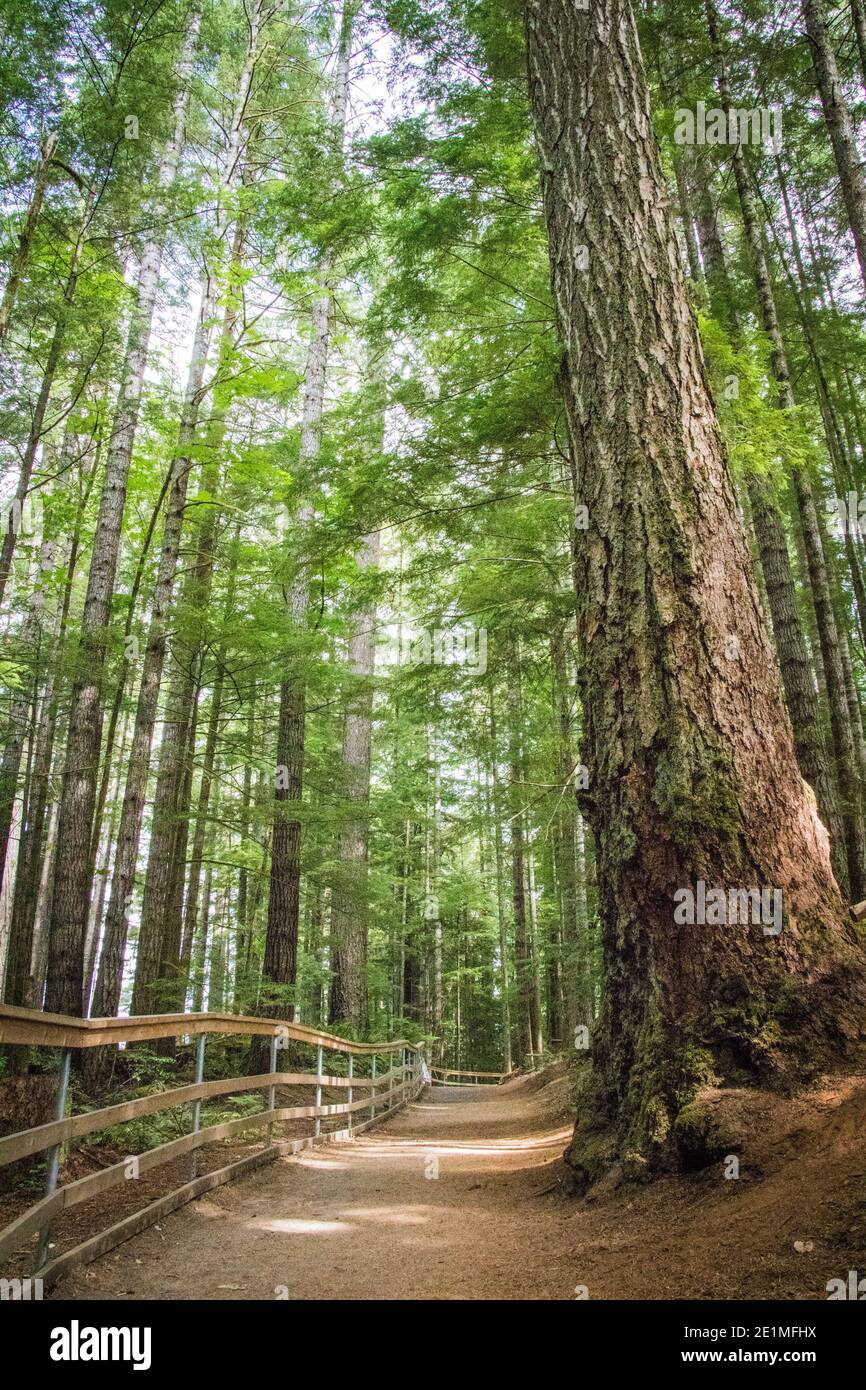 Pathway through trees in green canadian forest Stock Photo - Alamy