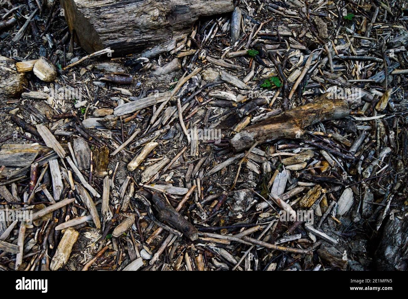 Forest ground floor covered in fallen branches, old decayed wood ...