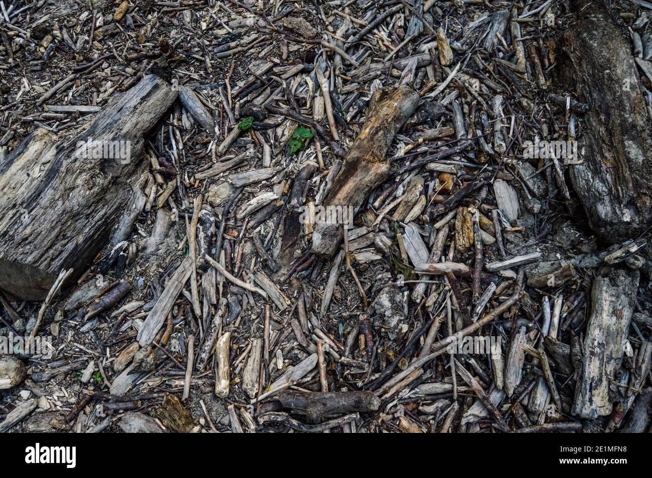 Forest ground floor covered in fallen branches, old decayed wood ...