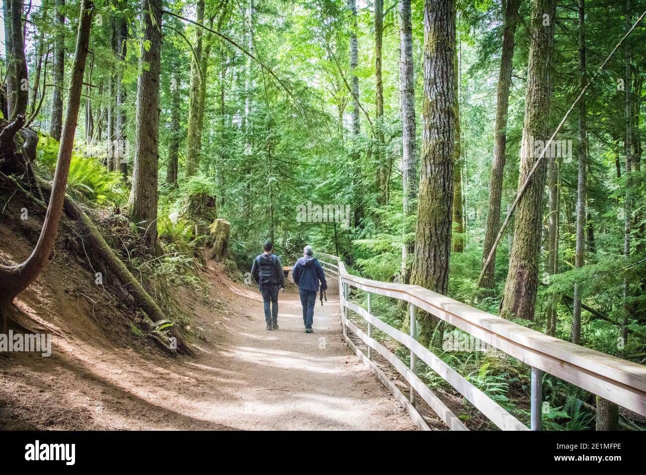 In the canadian forest hi-res stock photography and images - Alamy