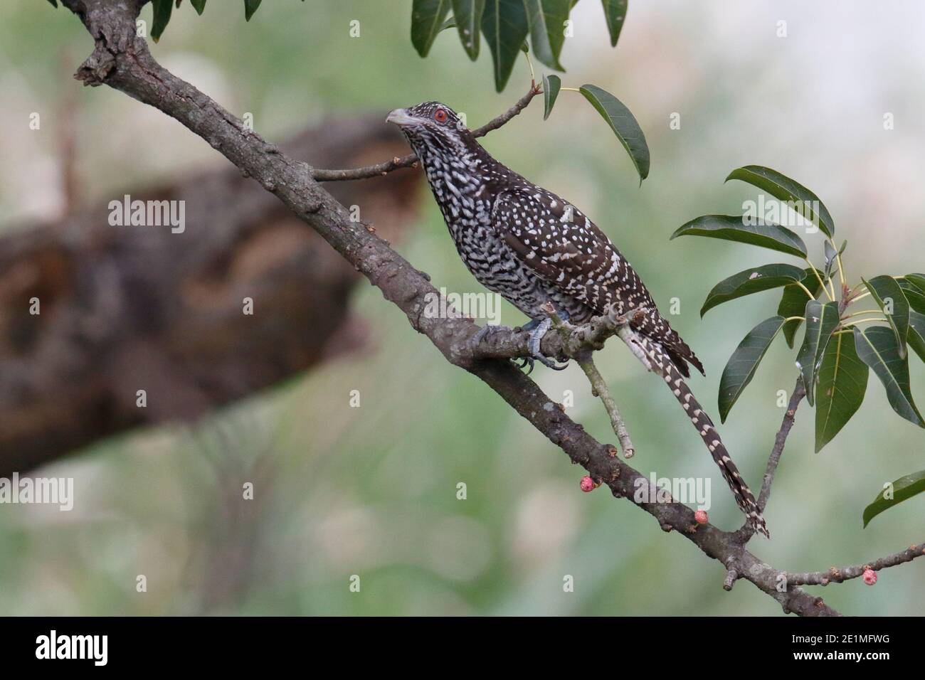 Eudynamys hi-res stock photography and images - Alamy