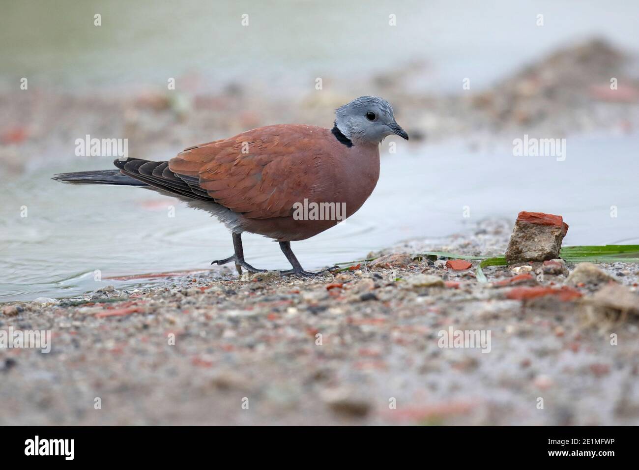 Red Turtle Dove (Streptopelia tanquebarica), standing in autumn rain ...