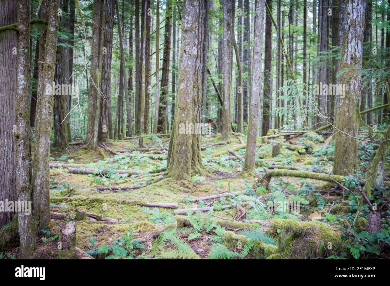 Pathway through trees in green canadian forest Stock Photo - Alamy