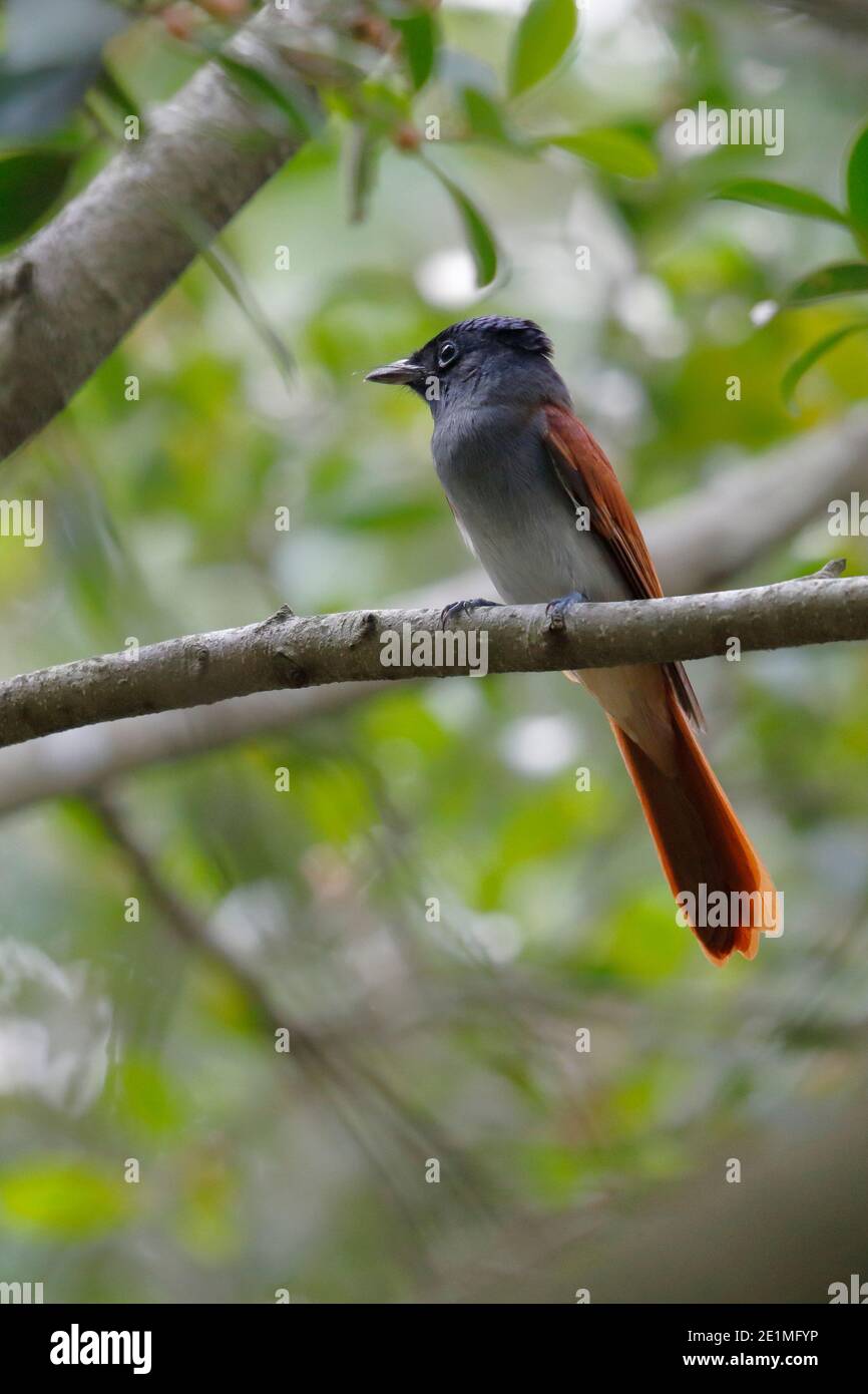 Terpsiphone incei hi-res stock photography and images - Alamy