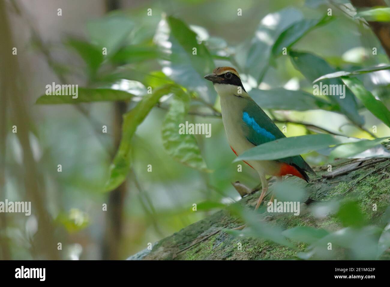 Fairy Pitta (Pitta nympha), adult, near Sheung Shui, Hong Kong 14th ...