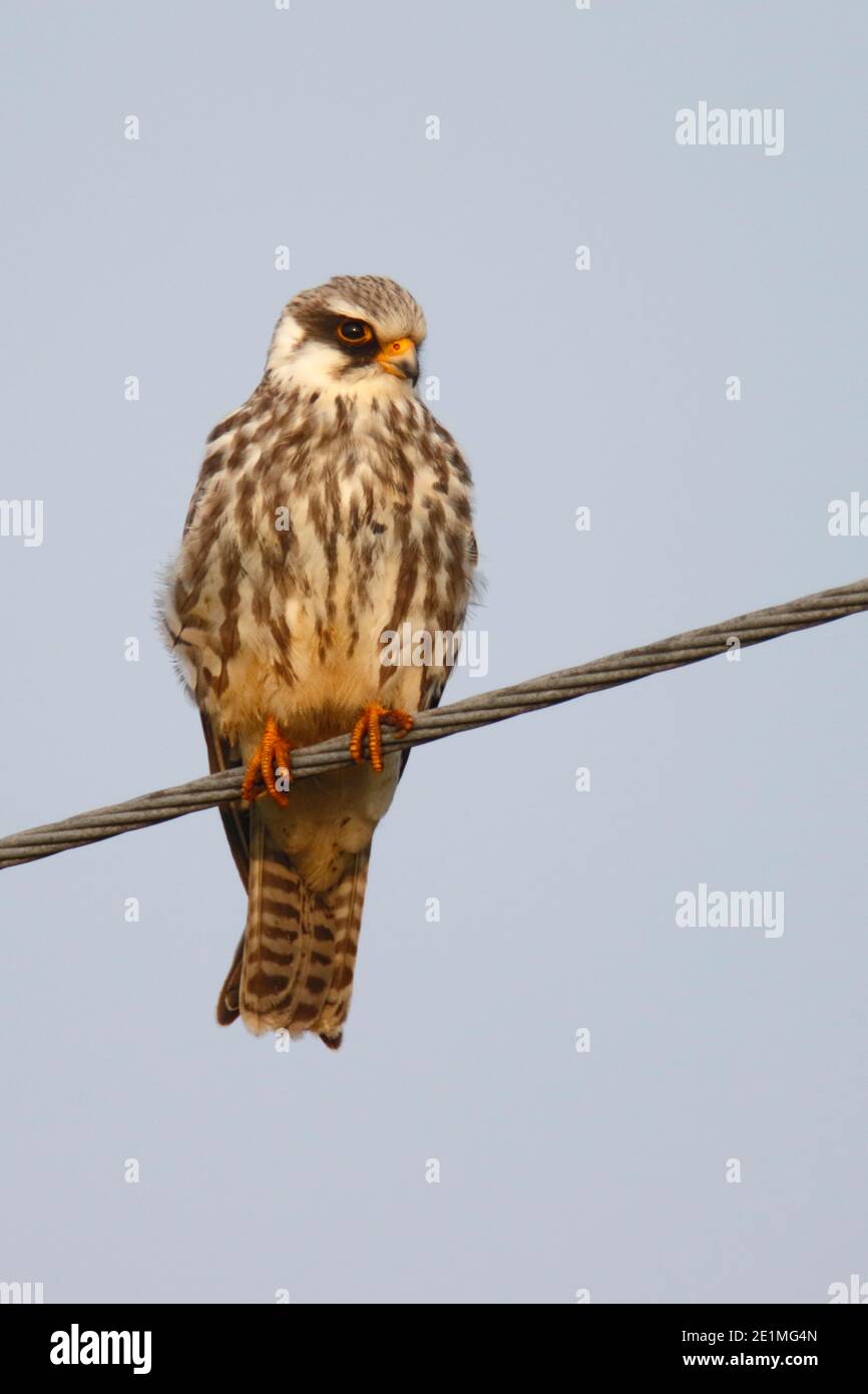 Amur falcon hong kong hi-res stock photography and images - Alamy