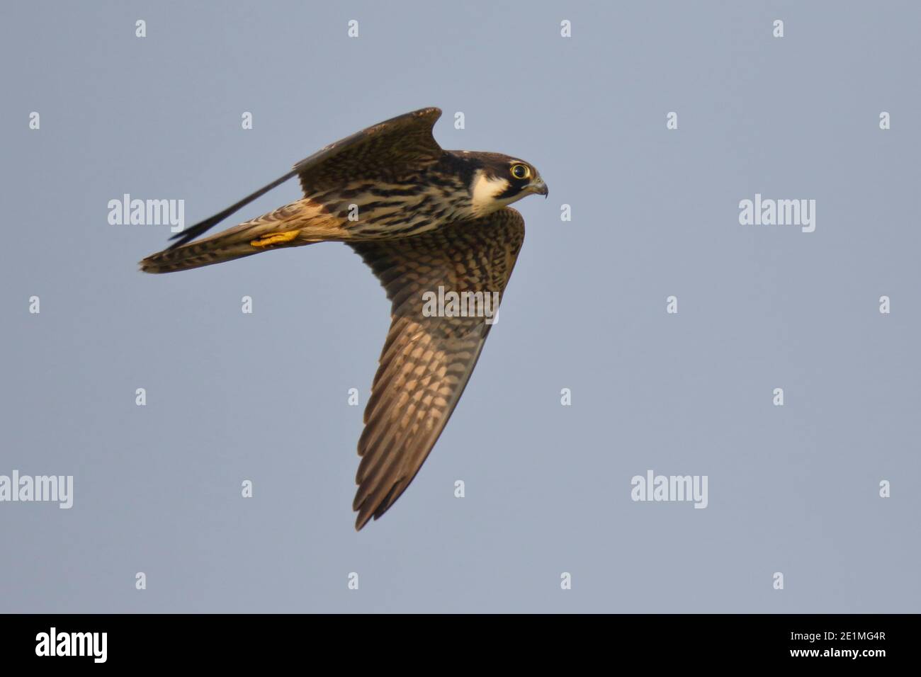 Falco subbuteo image hi-res stock photography and images - Alamy