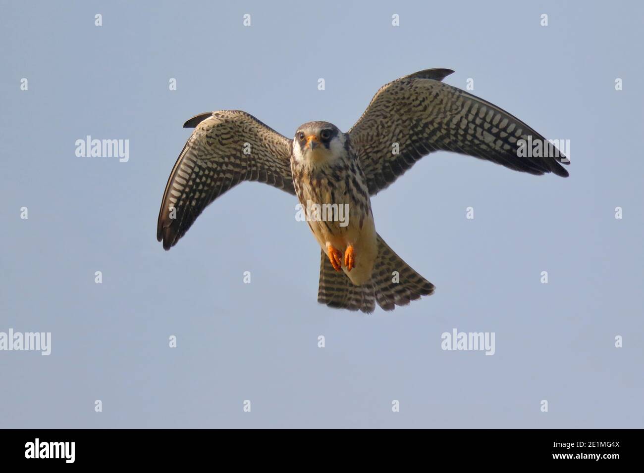 Amur falcon hong kong hi-res stock photography and images - Alamy
