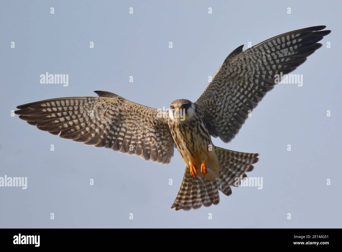 Amur falcon falco amurensis adult female hi-res stock photography and ...