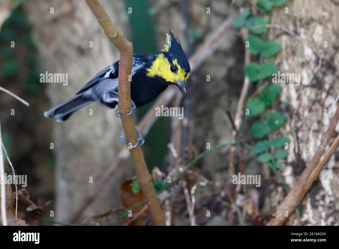 Yellow-cheeked Tit (Machlolophus spilonotus), Tai Po Kau Nature Reserve ...