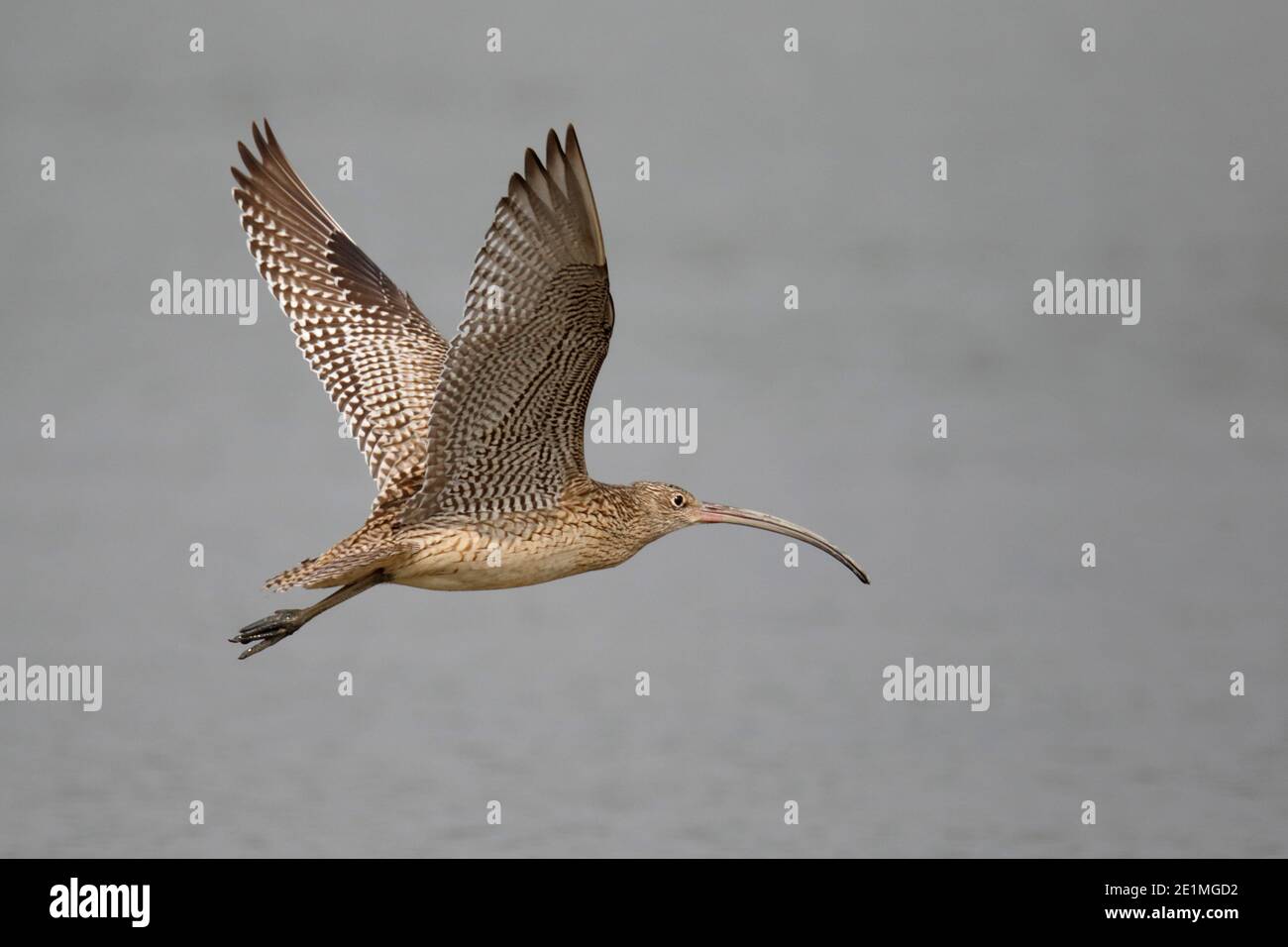 Far eastern curlew numenius madagascariensis hi-res stock photography ...