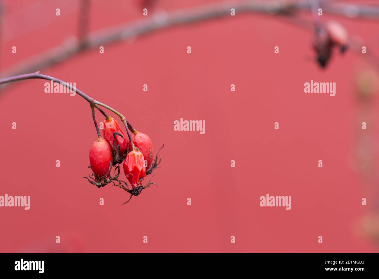 Rose hip bush hi-res stock photography and images - Alamy