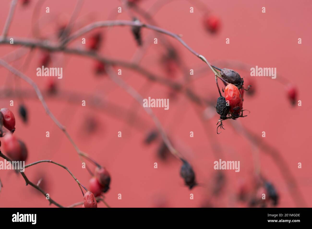 Hips bird hi-res stock photography and images - Alamy