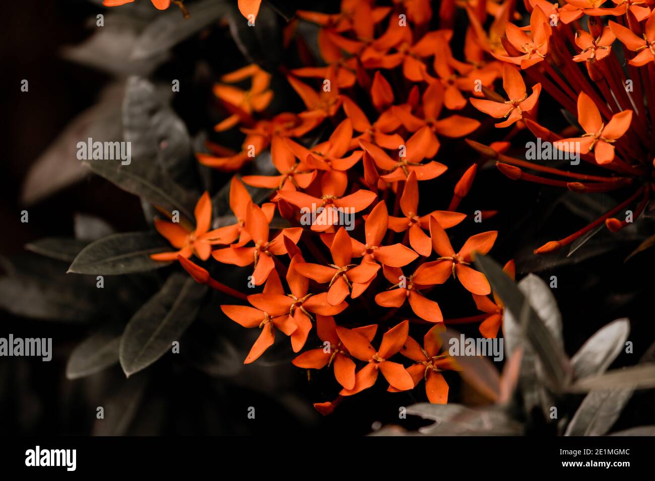 Beautiful view of Ixora coccinea flowering plant. Also known as jungle geranium, flame of the ...