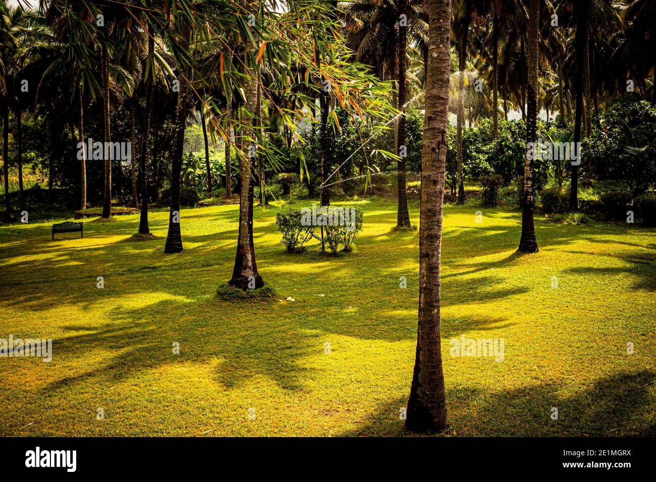 View of coconut tree plantation with sprinkler doing the irrigation in ...