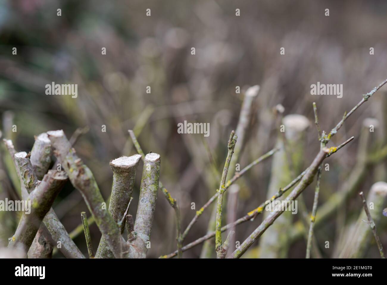 Detail of clipped and trimmed hedge in garden in winter Stock Photo - Alamy
