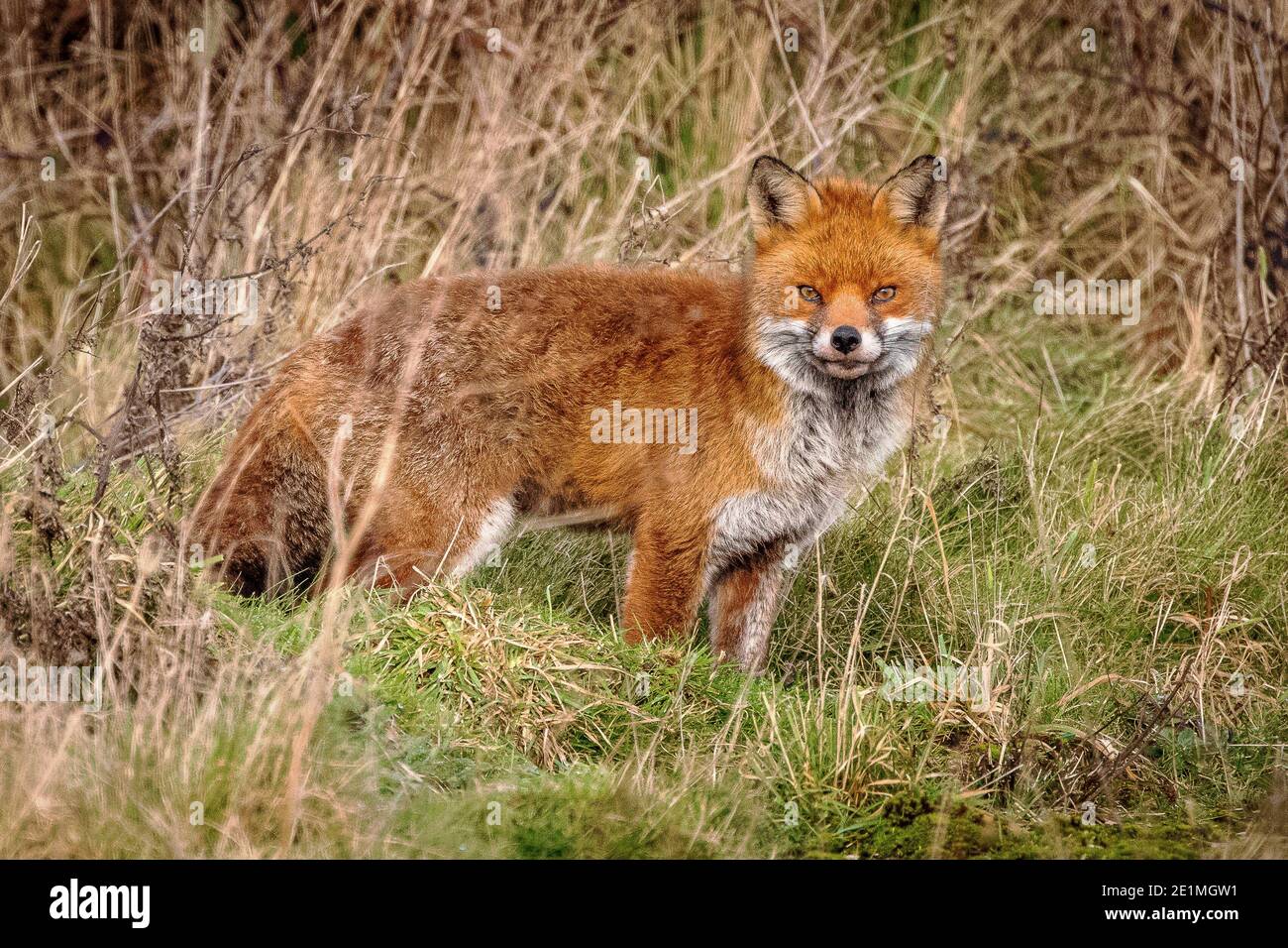 A British Red Fox in the Sunshine of a Winters Day on Salisbury Plain ...