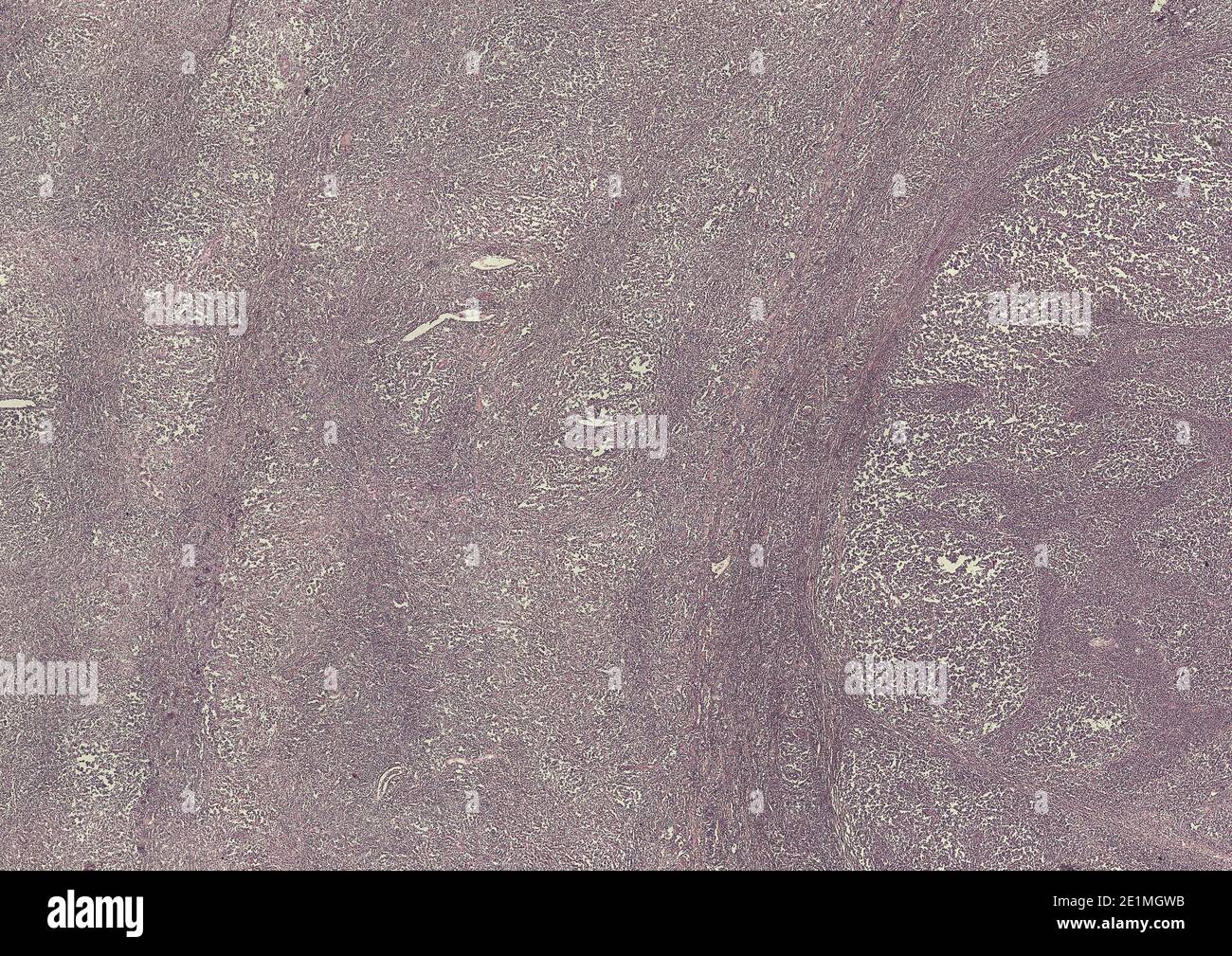 cross section cut of human body cells under a scientific microscope ...