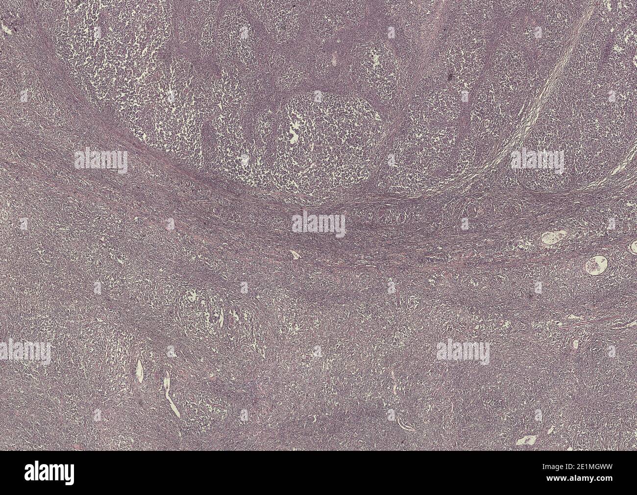 cross section cut of human body cells under a scientific microscope ...