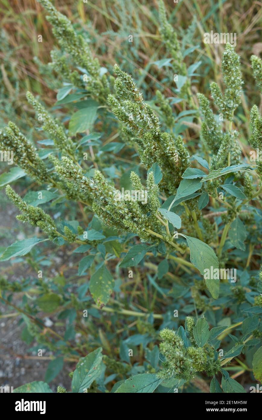 Amaranthus retroflexus plants in bloom Stock Photo - Alamy