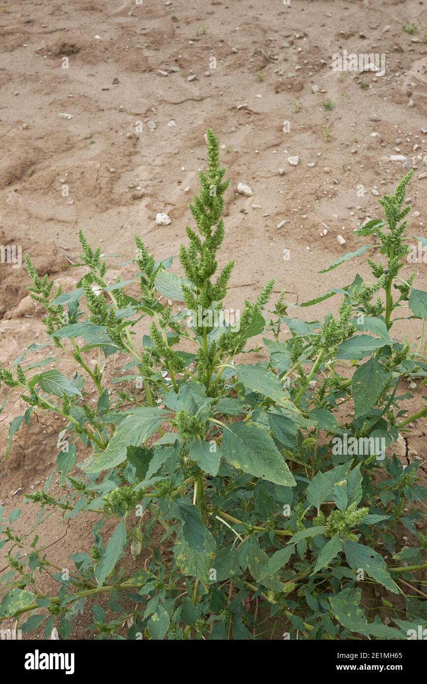 Amaranthus retroflexus plants in bloom Stock Photo - Alamy