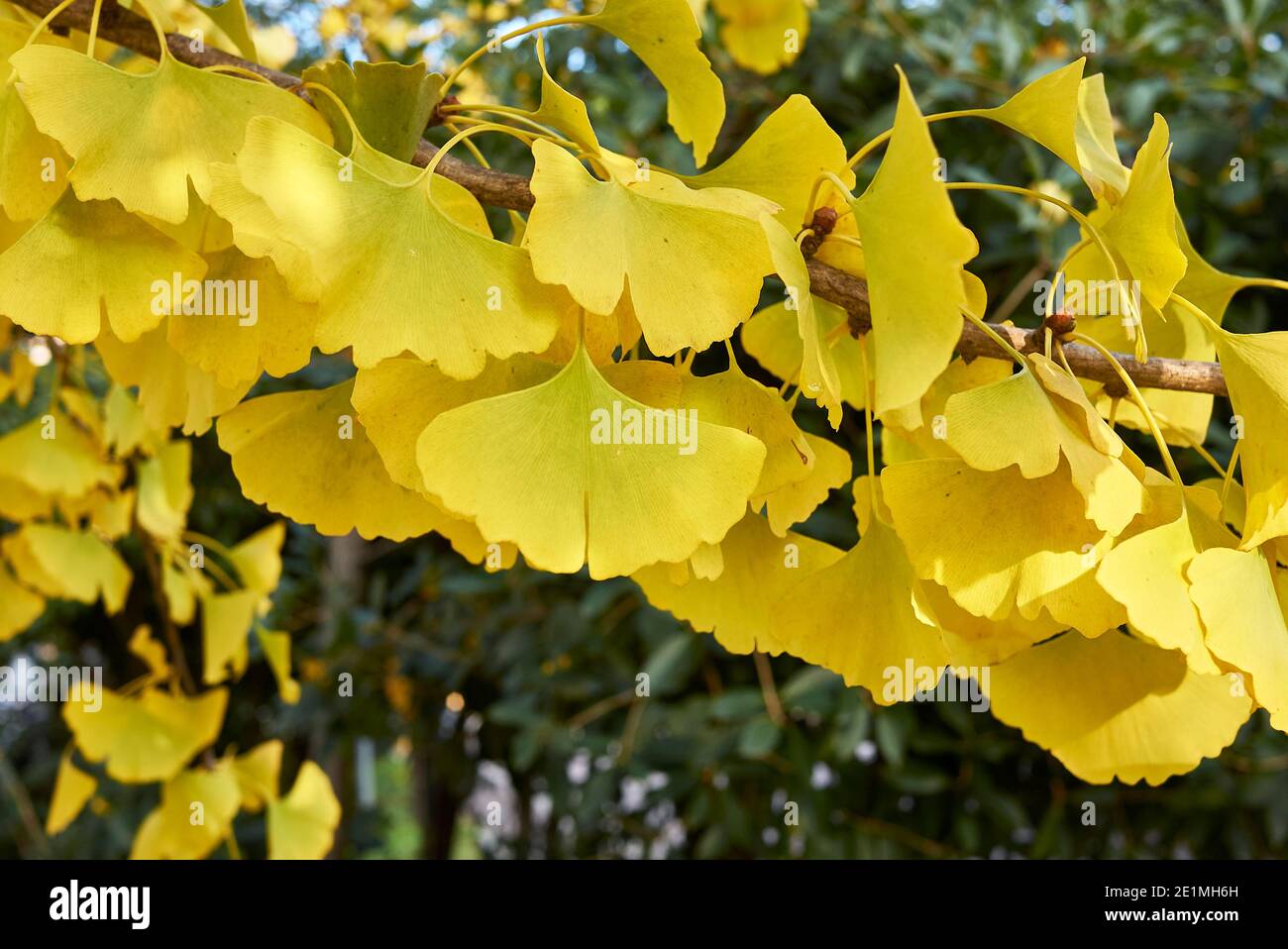 Ginkgo biloba bark texture hi-res stock photography and images - Alamy