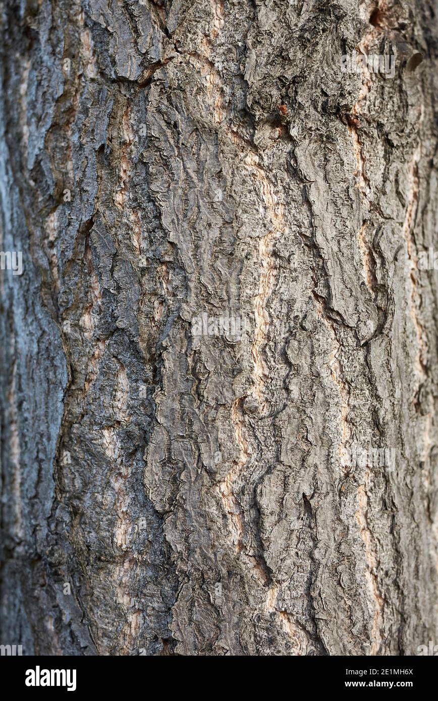 Ginkgo biloba bark texture hi-res stock photography and images - Alamy