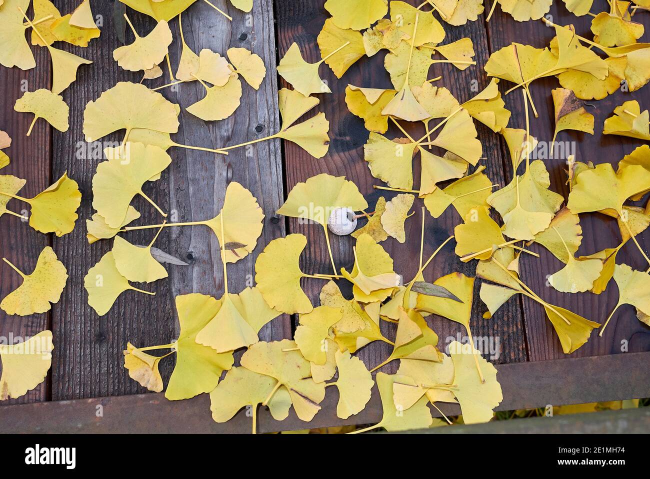 Ginkgo biloba yellow foliage in autumn Stock Photo - Alamy