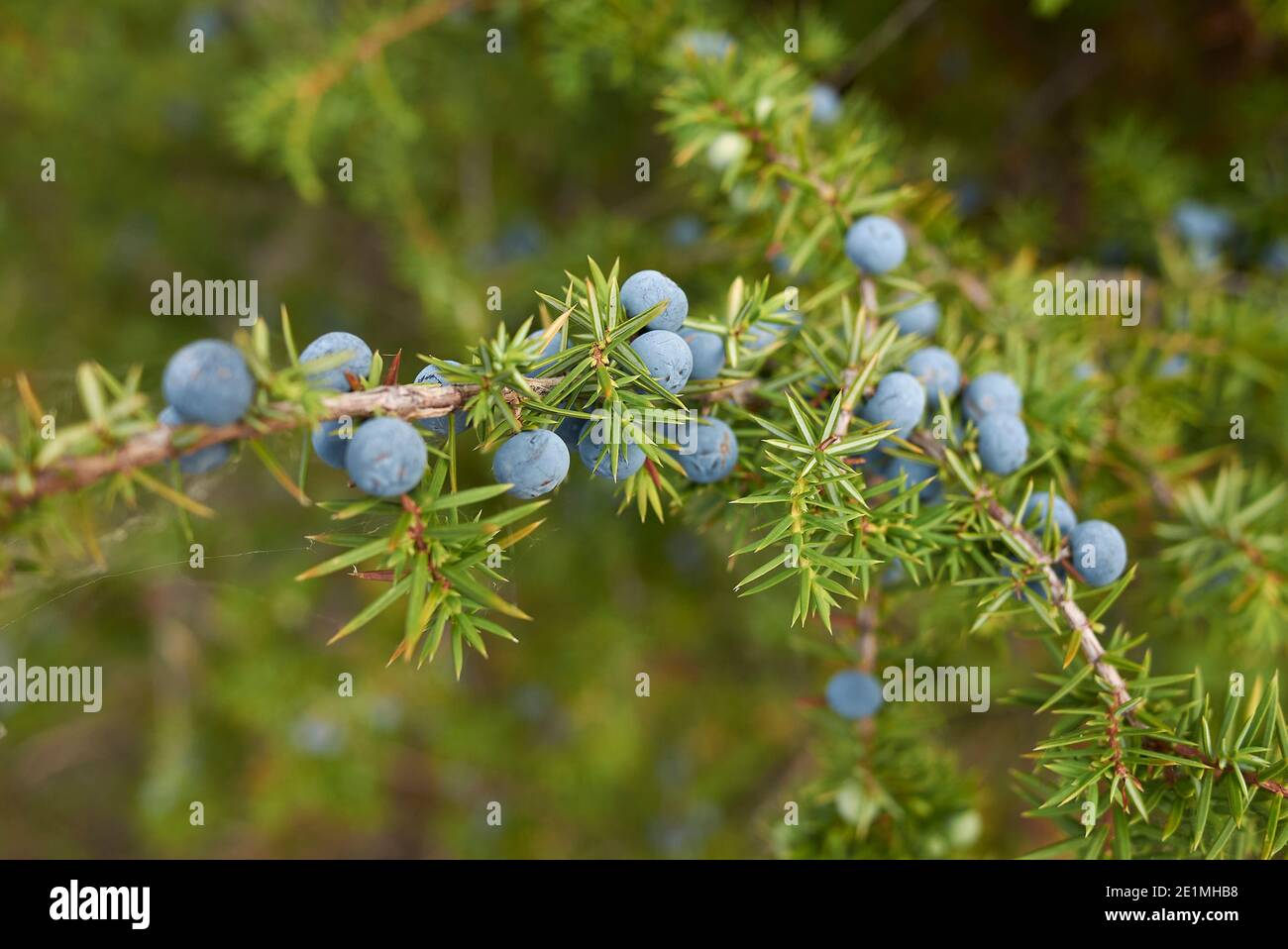 Juniperus communis branch close up with ripe fruit Stock Photo - Alamy