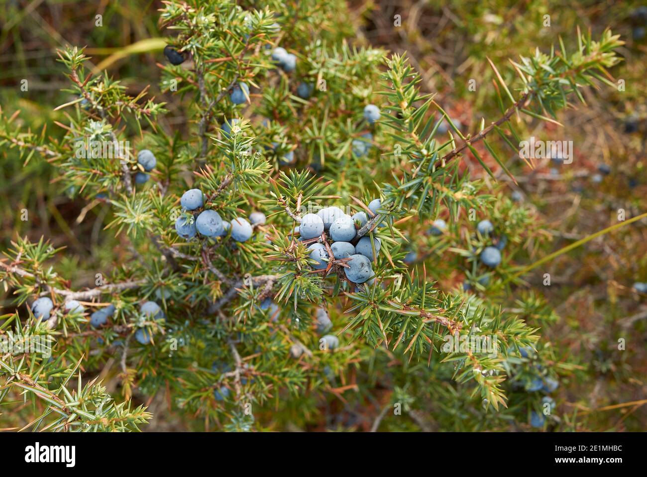 Folk medicine juniperus communis hi-res stock photography and images ...