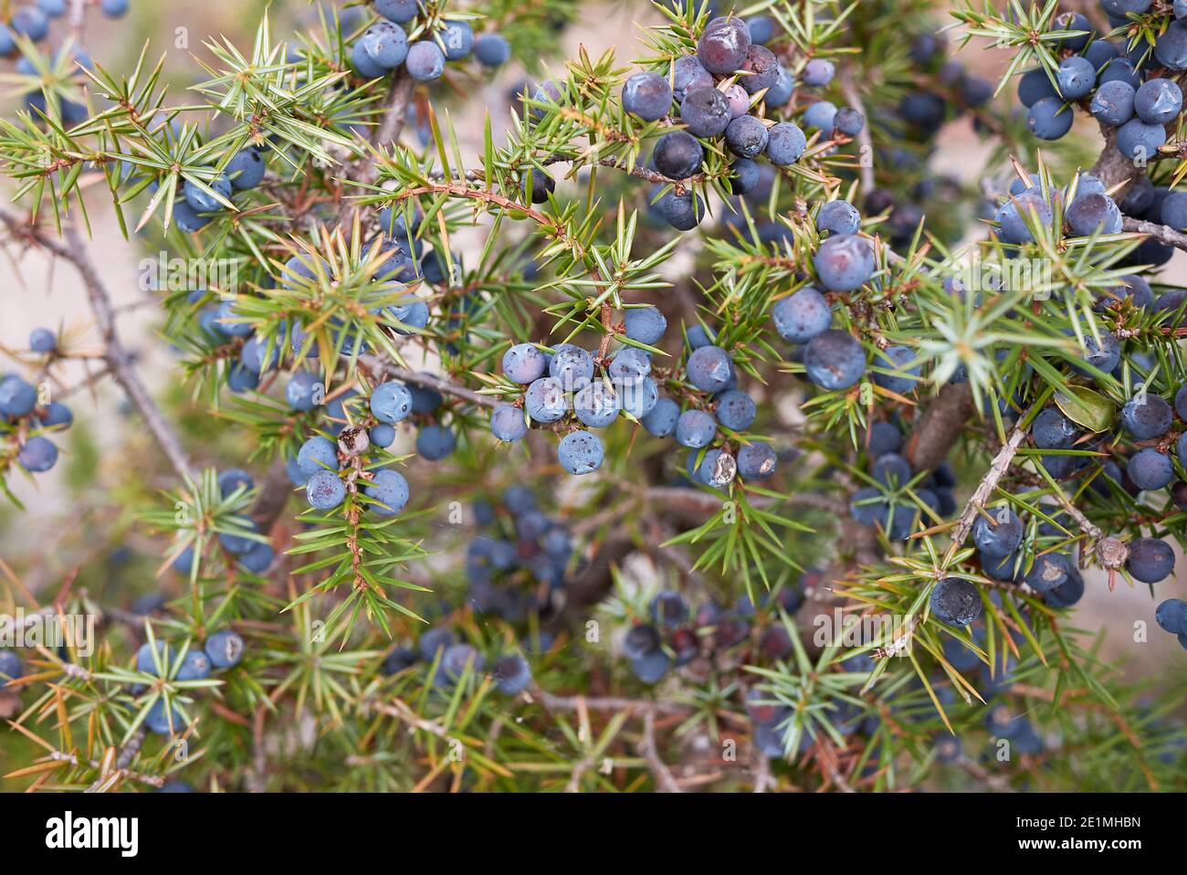 Folk medicine juniperus communis hi-res stock photography and images ...