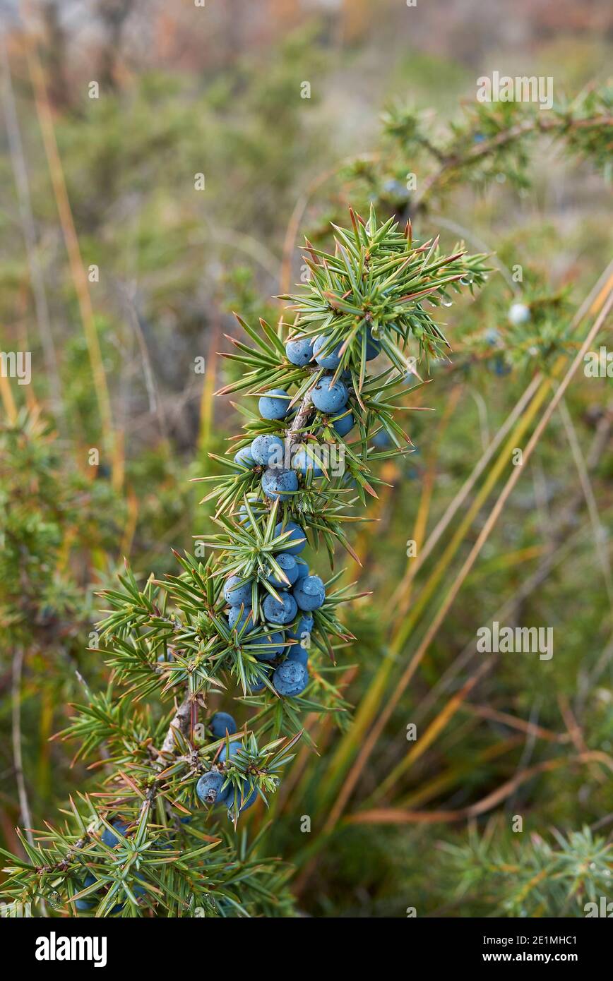 Juniperus communis branch close up with ripe fruit Stock Photo - Alamy