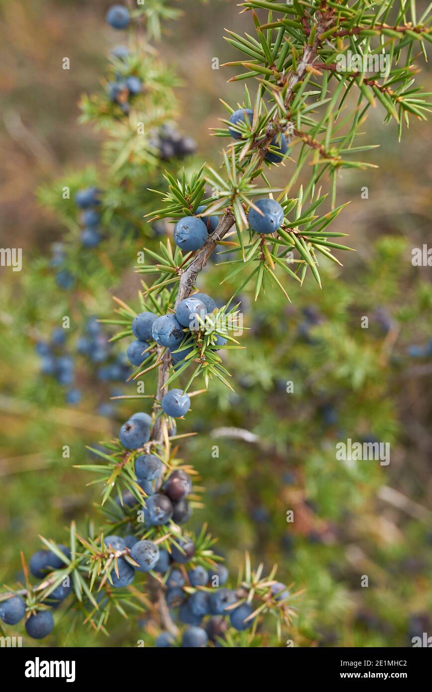Juniperus communis branch close up with ripe fruit Stock Photo - Alamy