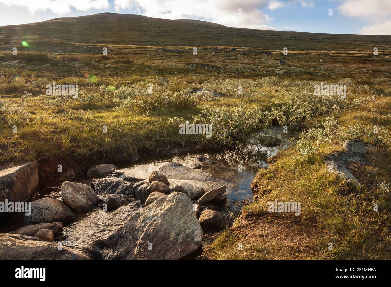 Tundra Landscape Summer