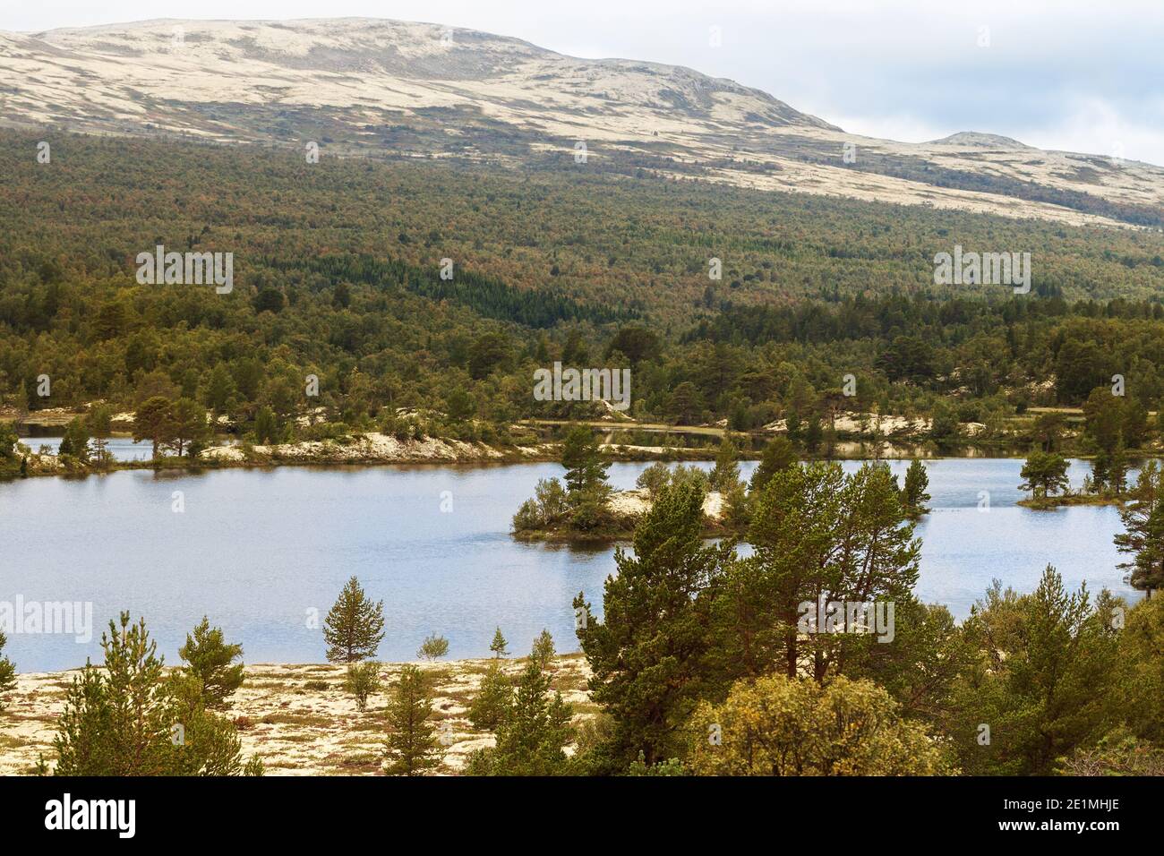Norwegian moss hi-res stock photography and images - Alamy