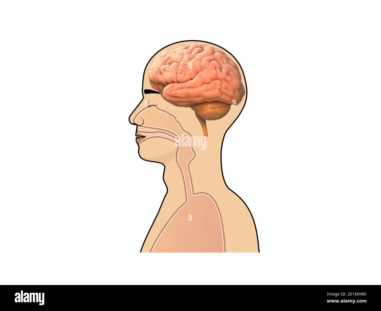Human head and brain.Machine learning, artificial intelligence ...