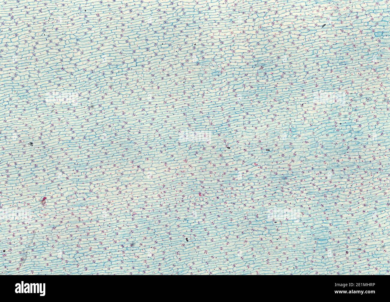 cross section cut of human body cells under a scientific microscope ...