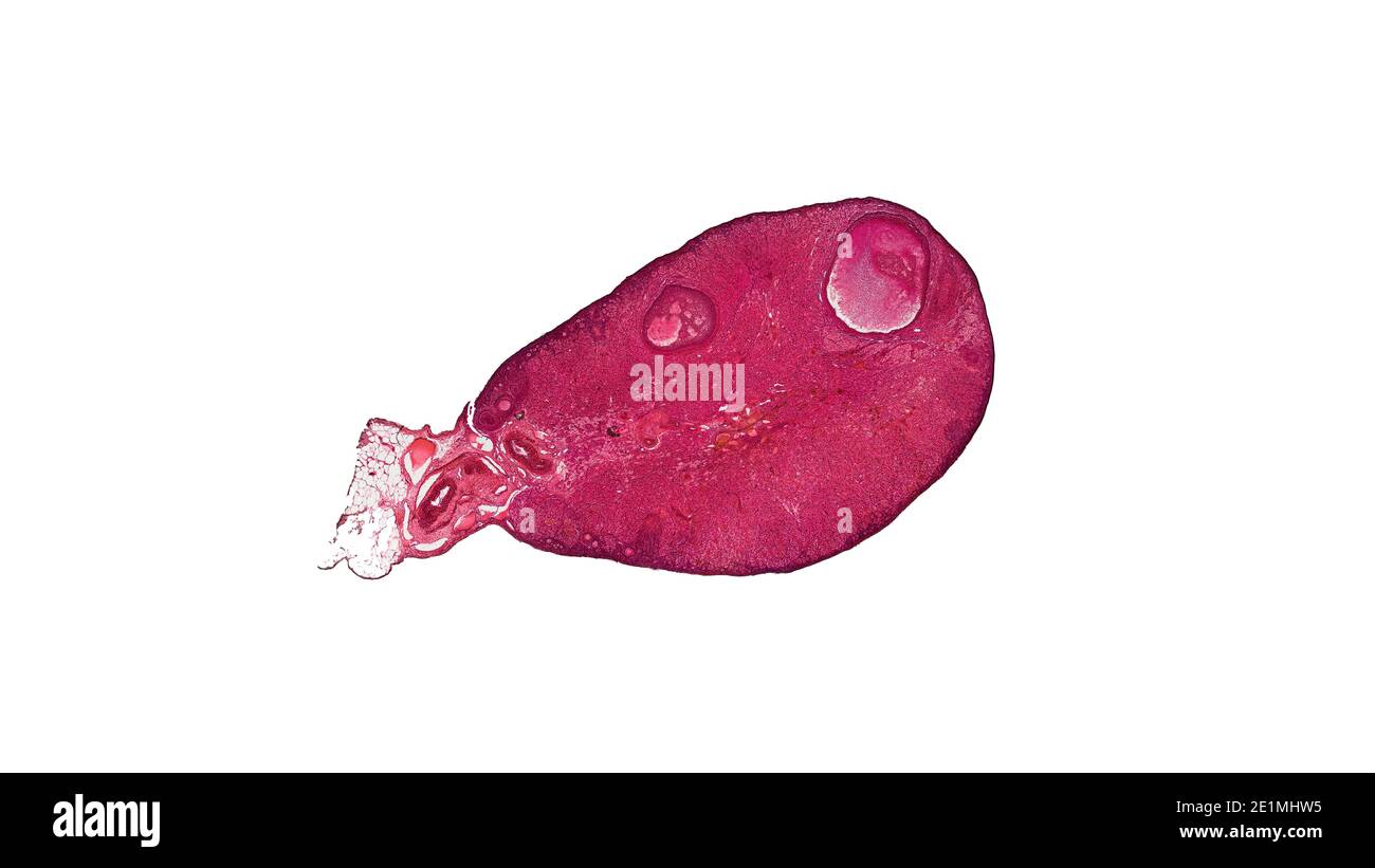 cross section cut of human body cells under a scientific microscope ...