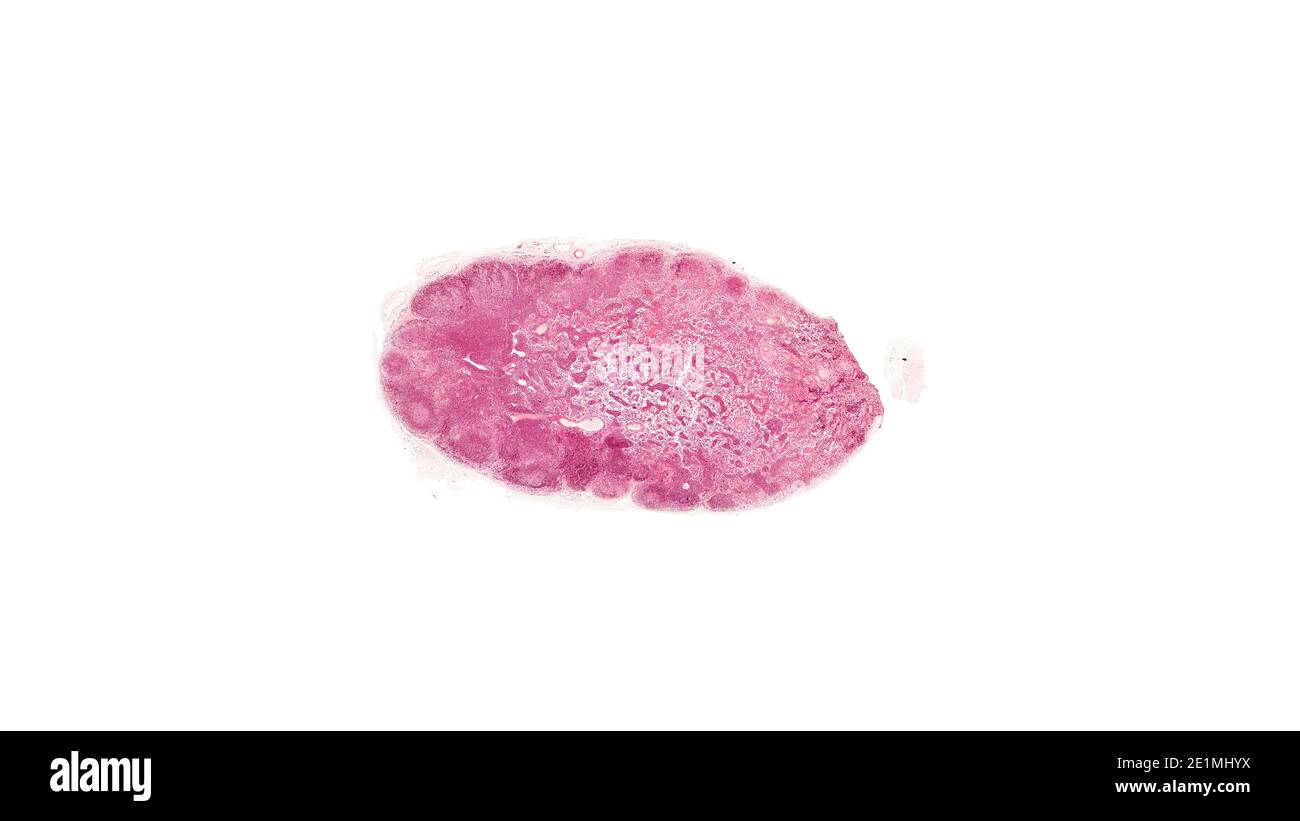 cross section cut of human body cells under a scientific microscope ...